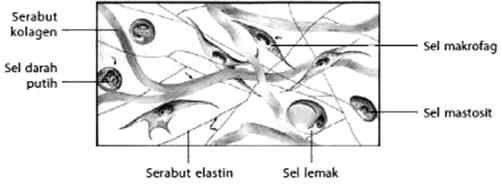 JARINGAN IKAT BIASA ~ MATERI DAN SOAL IPA UNTUK SMA