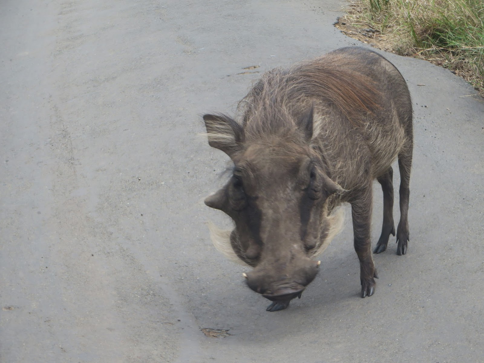 Playing the Gypsy: The Dung Beetle