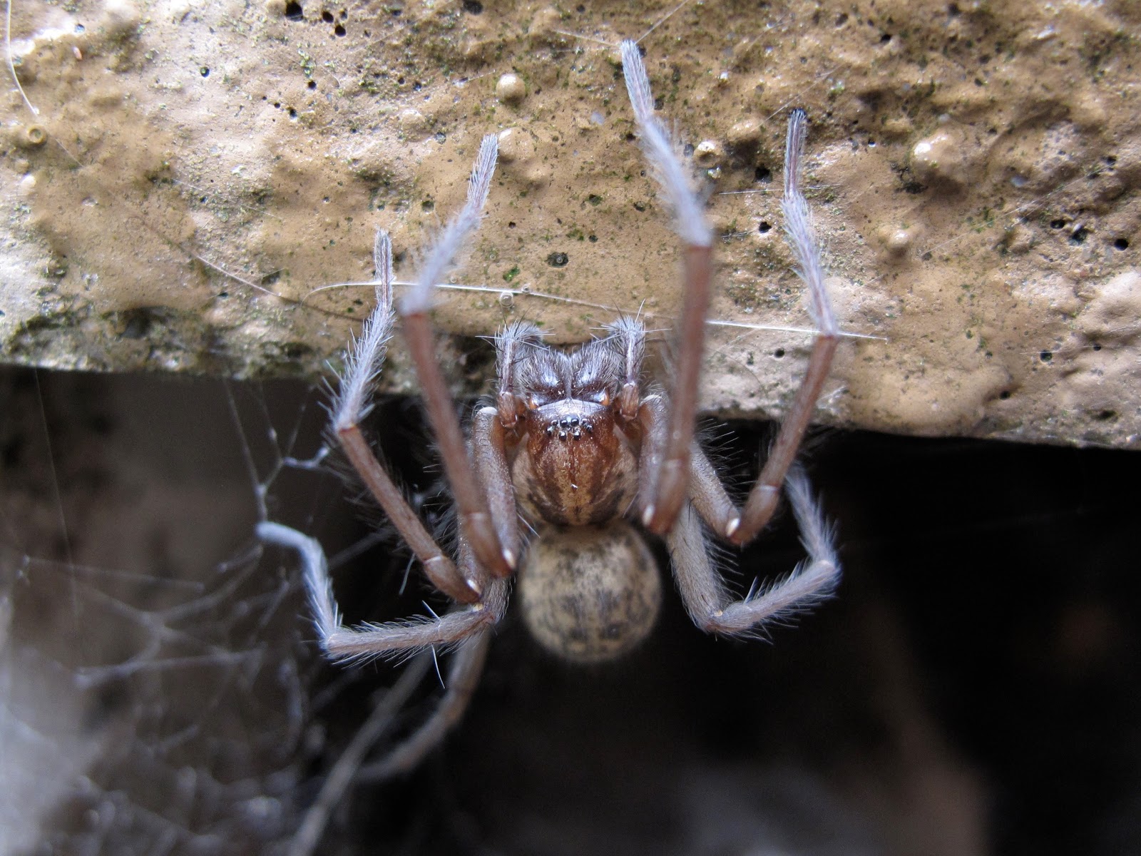 BugBlog: Agelenidae: funnel weaver spiders