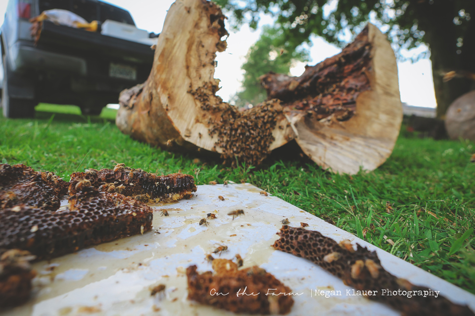 Growin & Crowin - Bringing back the Homestead: :: Bee Adventure # (Oh ...