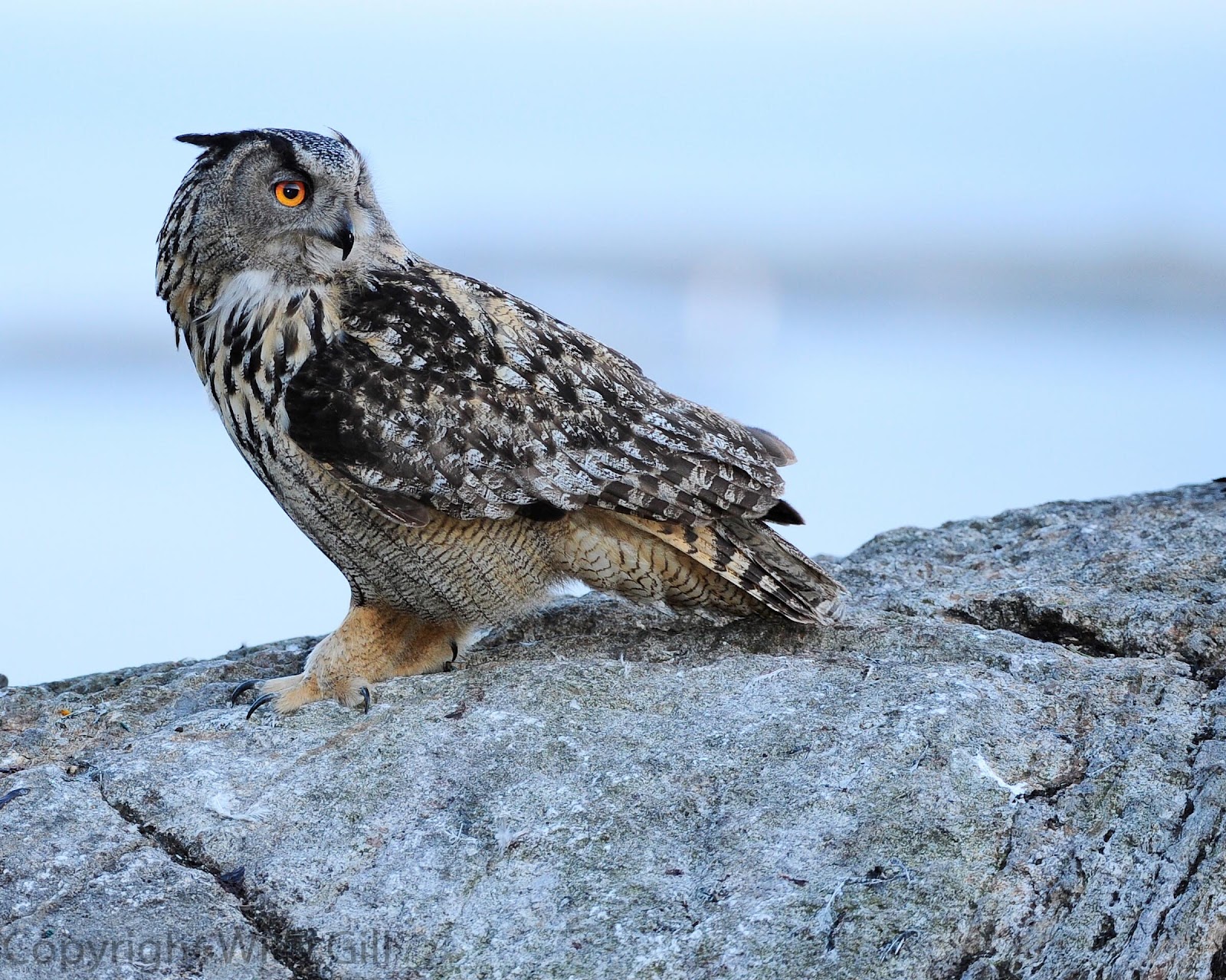 Willy Gill Naturfoto: Herlig natt i hubroland/Fantastic meeting with ...