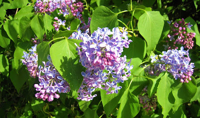 Klimakterie häxan: Fy på sig, syrenen!