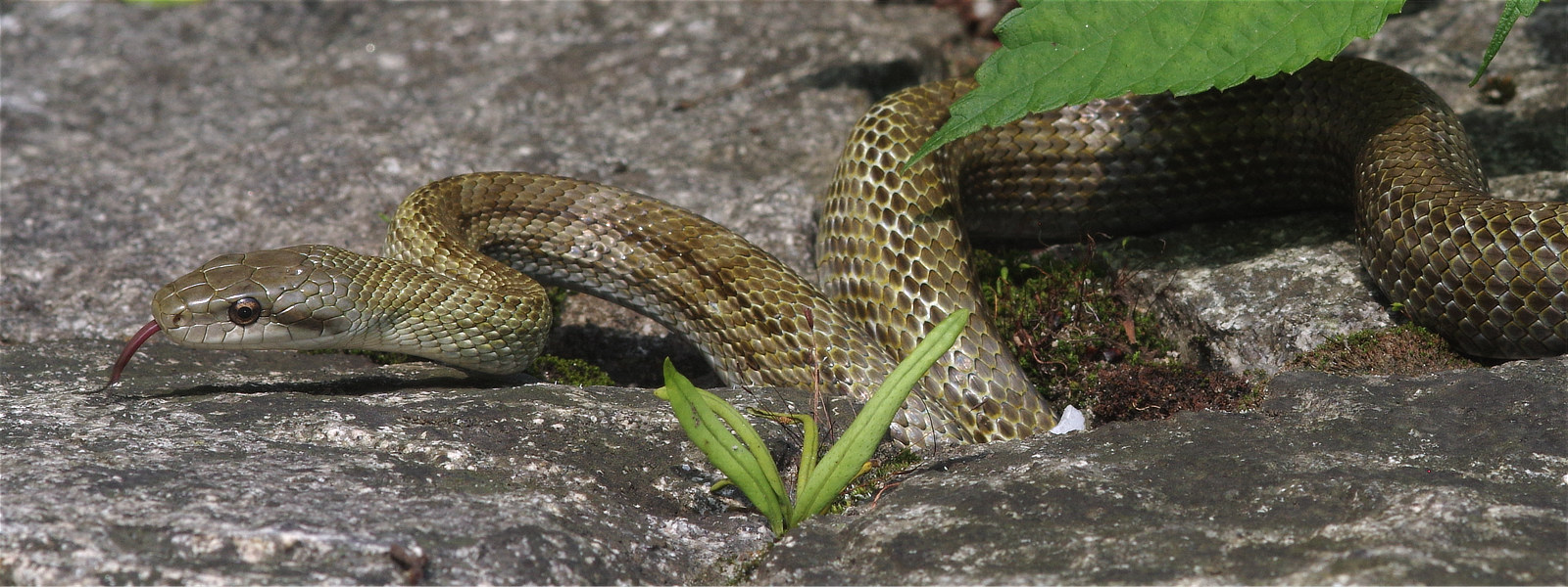 Wildeep's Illuminations: Japanese Rat Snake