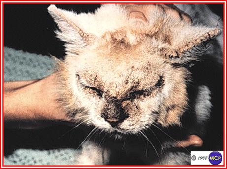 VetPlanet Animal Affairs: Fungal infections in cats