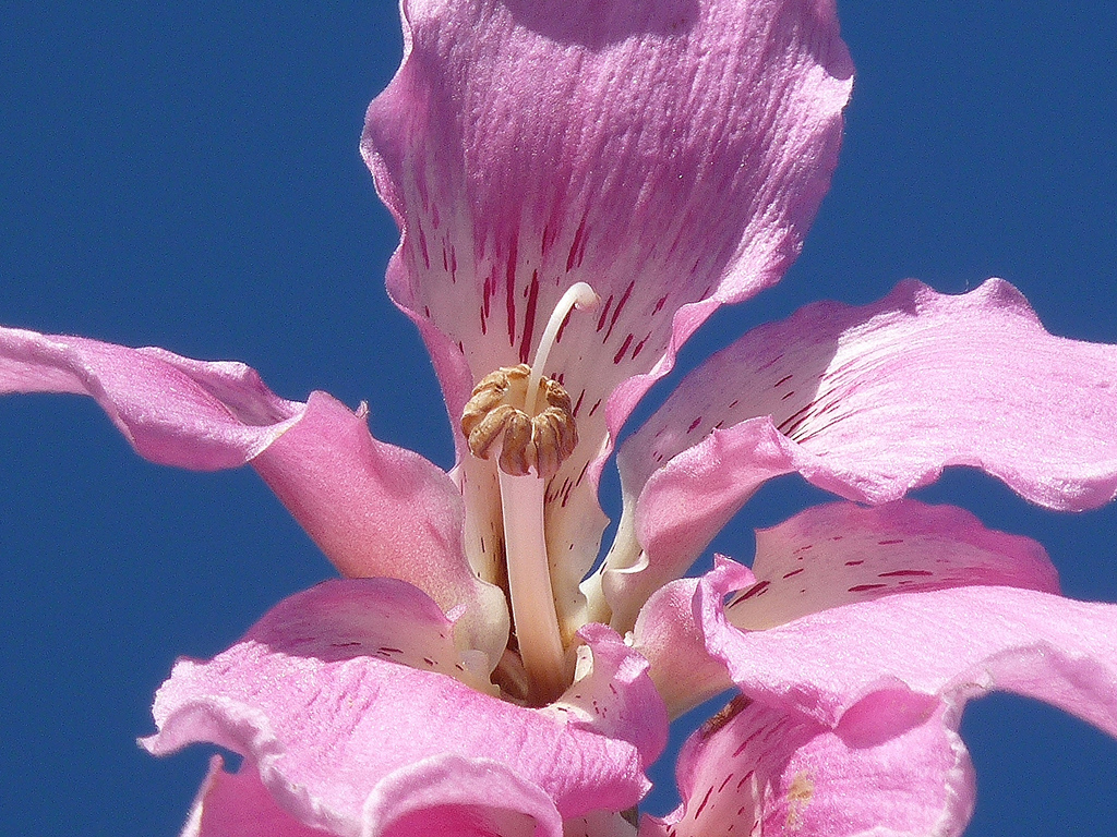 Paineira-rosa - Ceiba speciosa