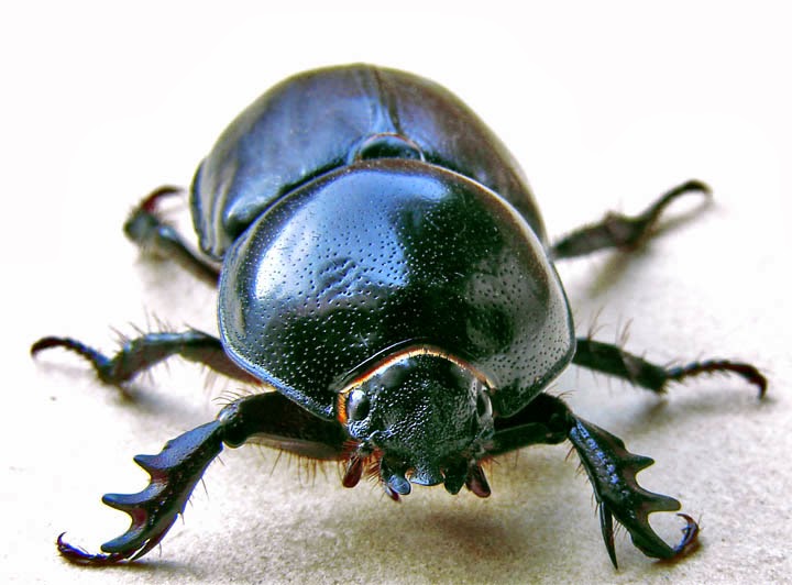 Andy foto natura: Escarabajos