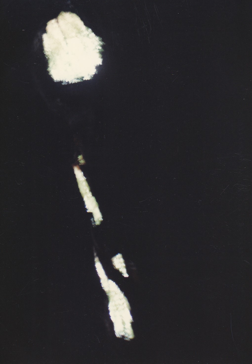 PlacesPages: 1992 California Trip: The Living Chimney Tree