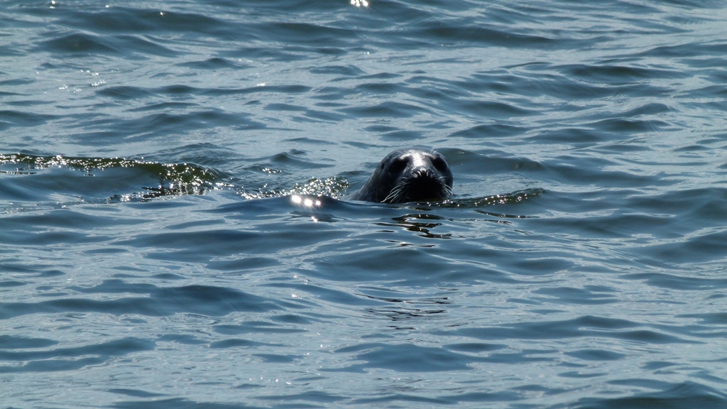 Images d'un retraité: Phoque ou loup marin?