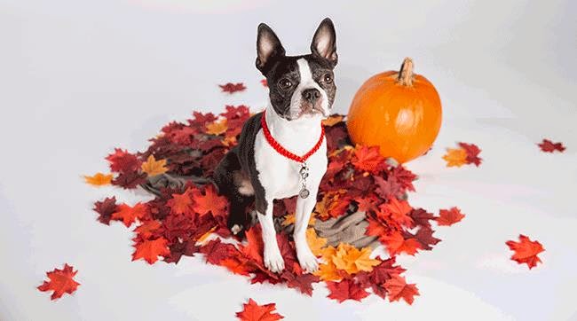 The Terrier Hockey Fan Blog: Happy Thanksgiving, Terrier Fans