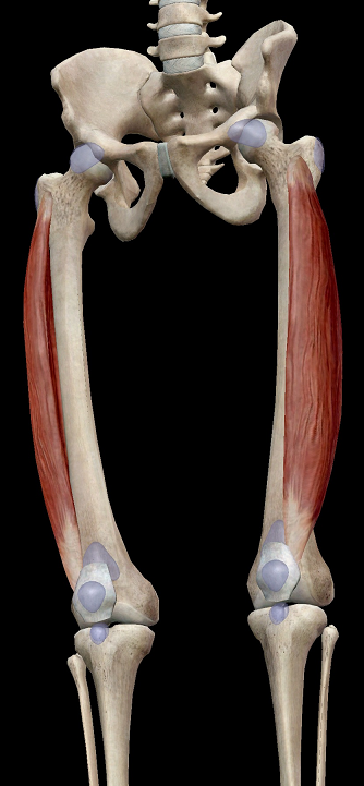 Limatreinamento: Notas Sobre Anatomia Funcional - Parte 1