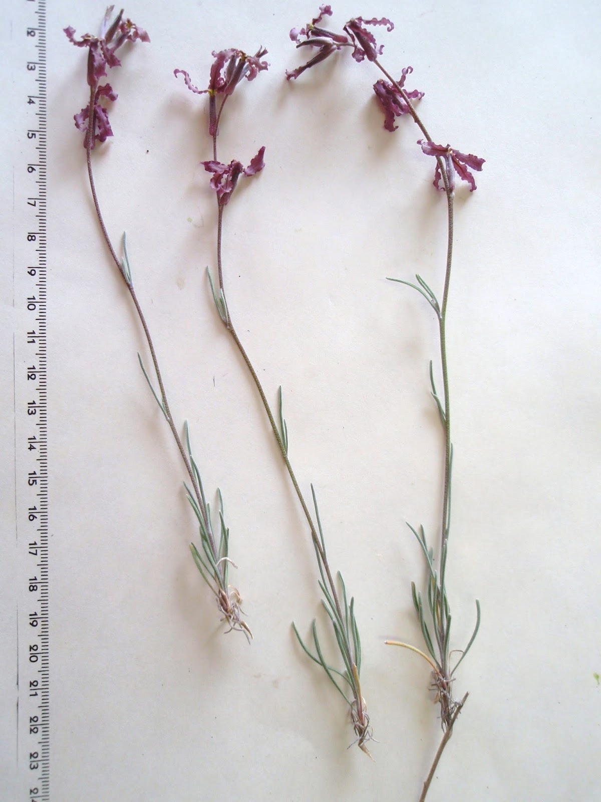 HERBARIO VIRTUAL DE BANYERES DE MARIOLA Y ALICANTE: Matthiola ...