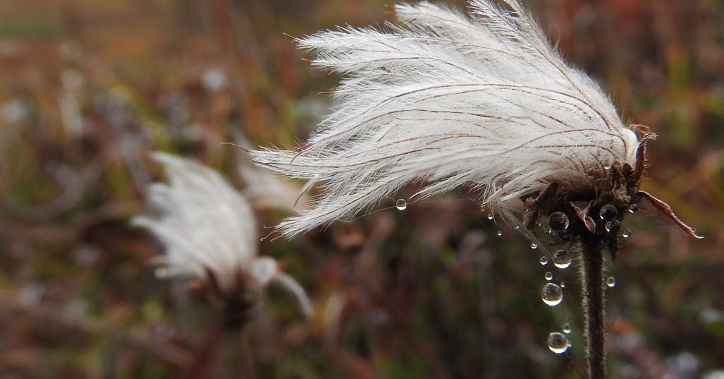 natural connections: Real-life Truffula Trees