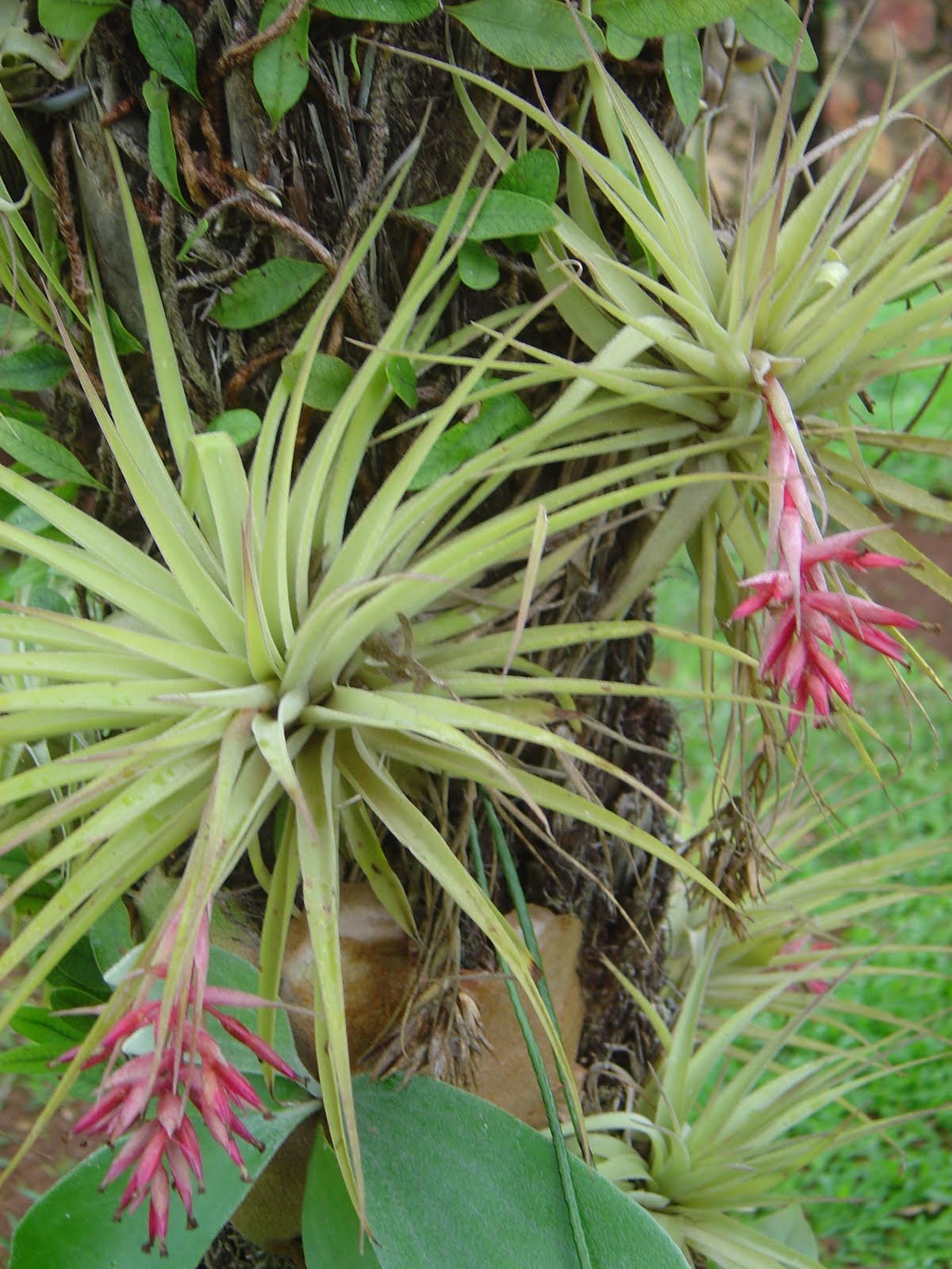 TILLANDSIAS RARAS BOIATCHE BROMELIARIO: TILLANDSIA GEMINIFLORA V. INCANA