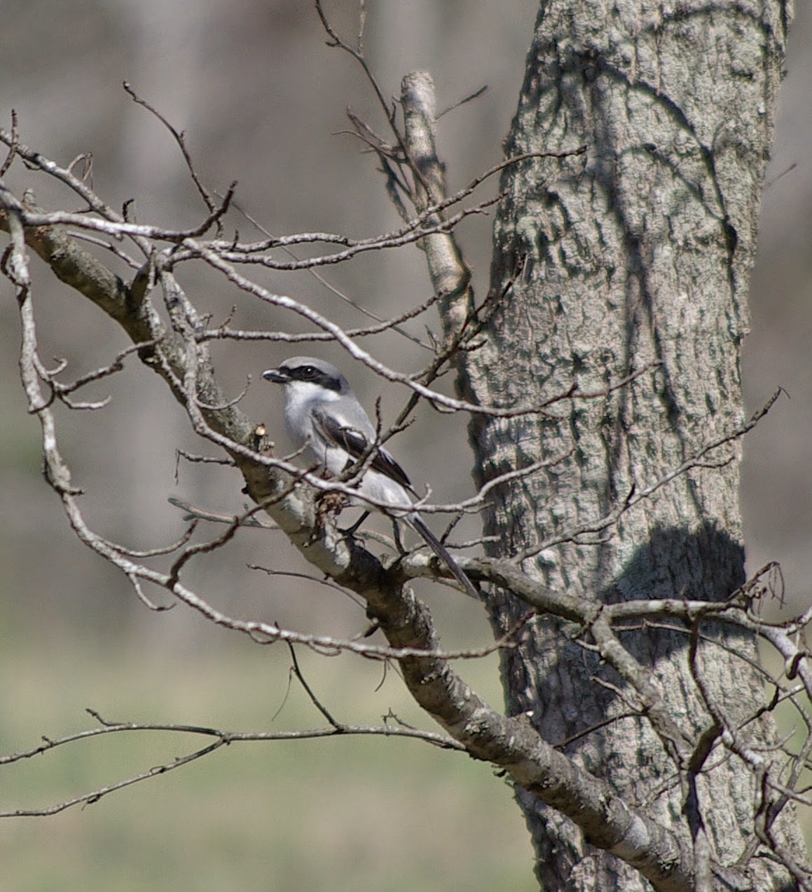 sweetbay: Blooming Friday ~ Visitors