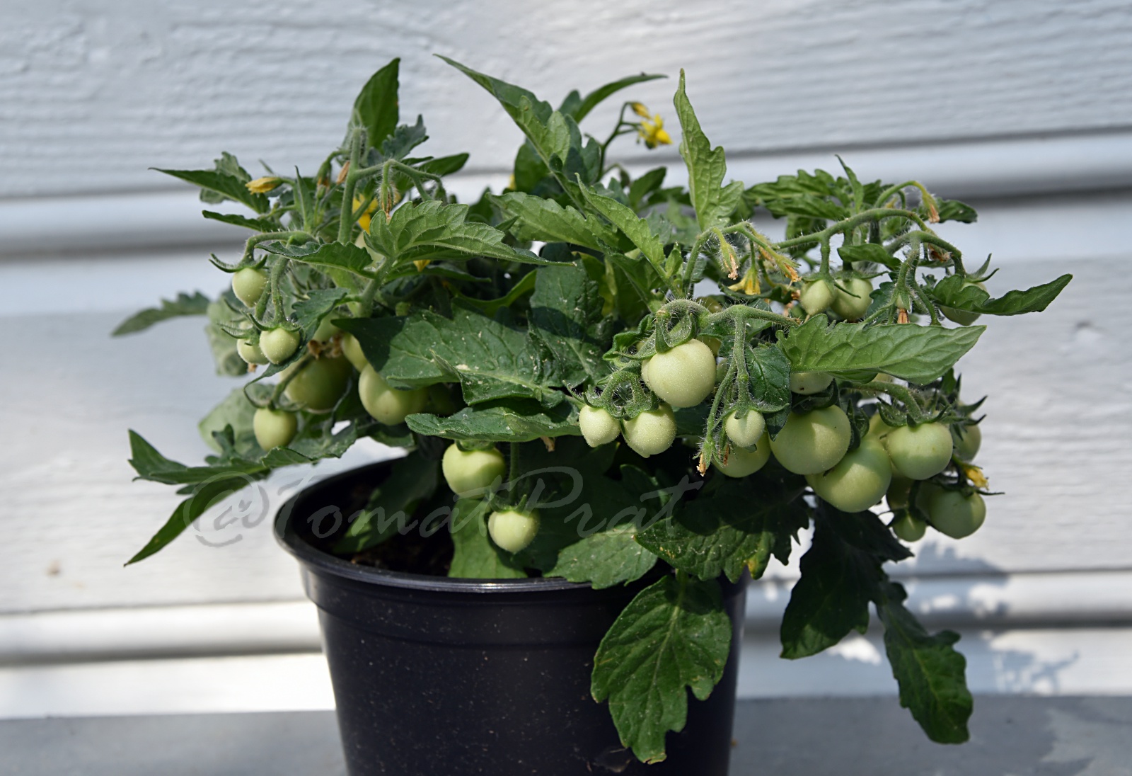 Helenes Tomater: Micro Tom