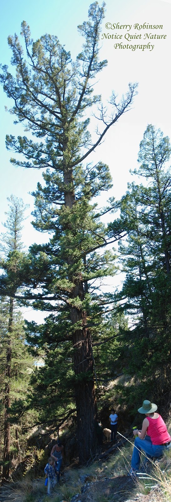 Notice Quiet Nature: 2012