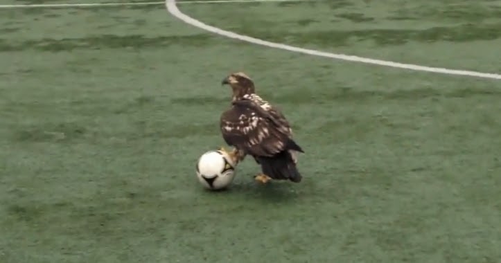 White Wolf : Incredible Moment A Juvenile Bald Eagle Plays Ball On UBC ...