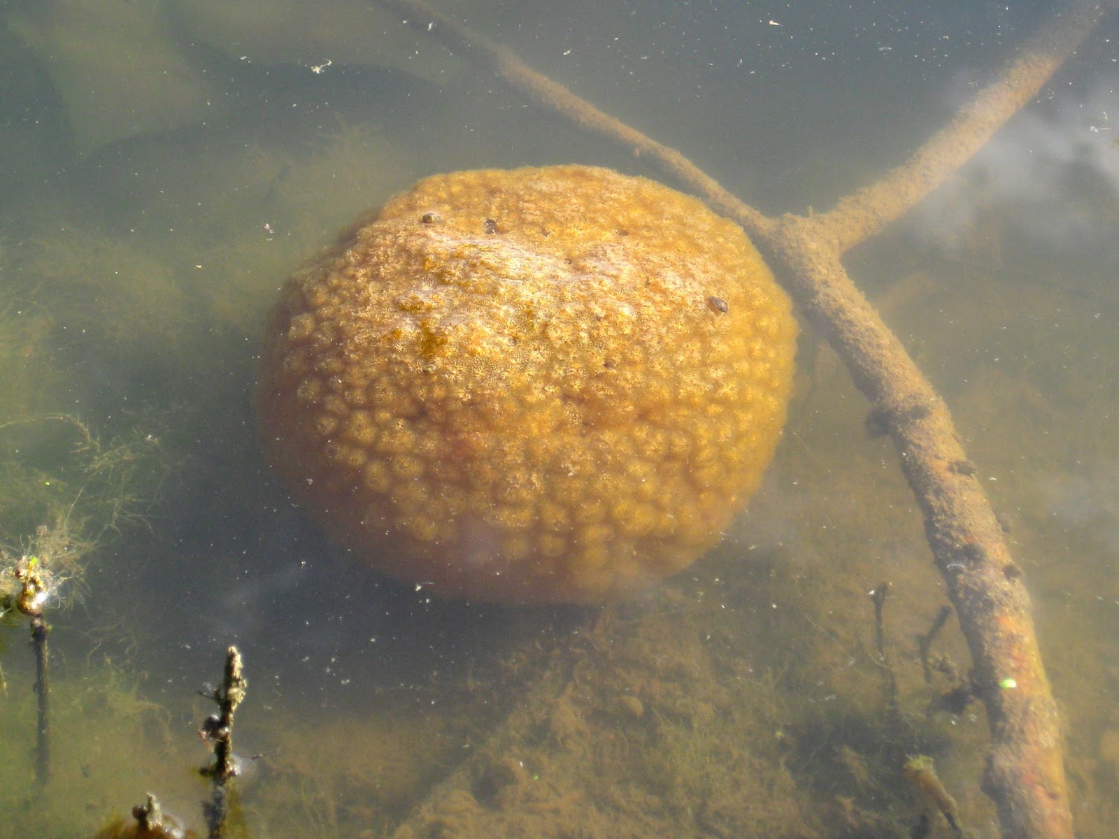 GeoEcology: Freshwater wonders, Pectinatella