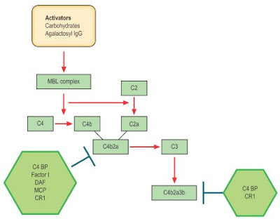 Konsultasi Dokter Keluarga: Sistem Komplemen dalam Sistem Imun