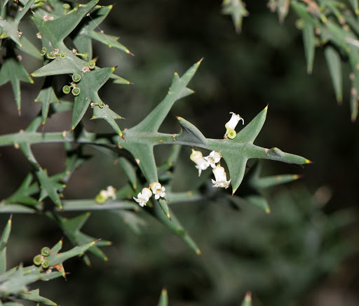 Argentina nativa: Curro (Colletia paradoxa)