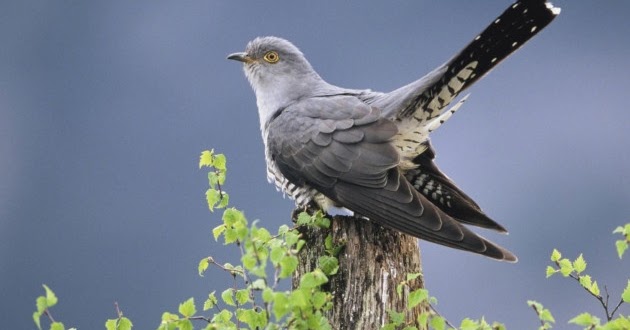 Cuckoo