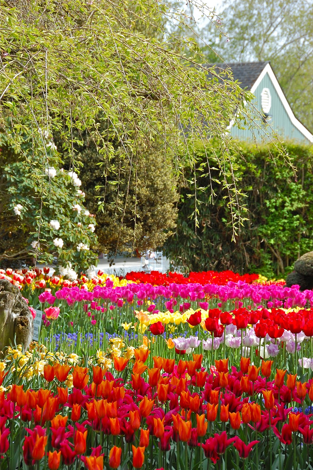 Travels with L (and sometimes Z & F): Roozengaarde, WA