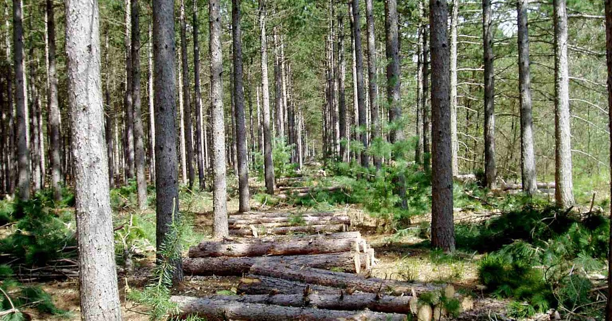 INCREASE THE VALUE OF YOUR TREE PLANTATION THROUGH THINNING.