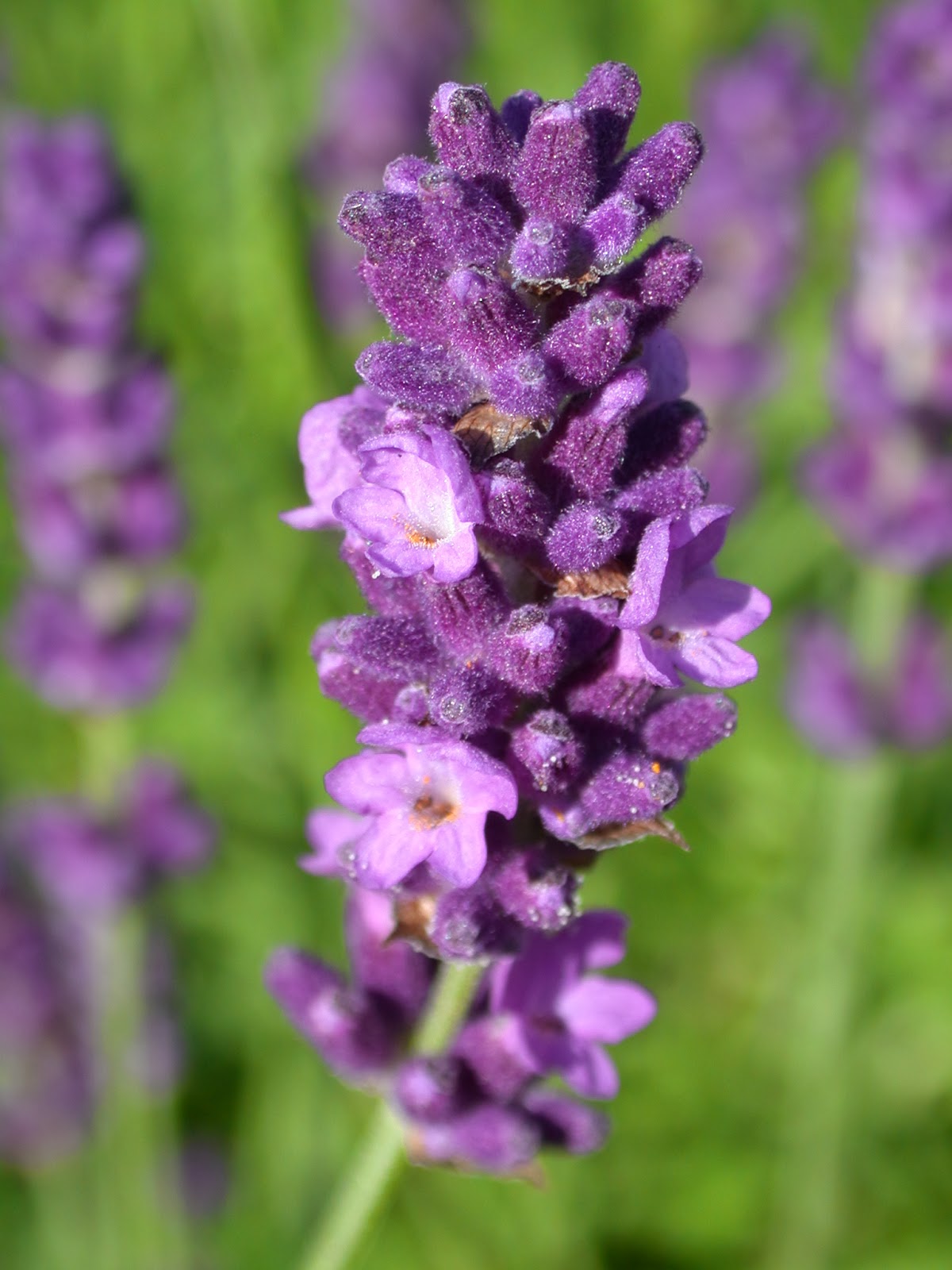 Λεβάντα / Lavandula officinalis | ΒΟΤΑΝΟΘΕΡΑΠΕΙΑ . ΘΕΡΑΠΕΥΤΙΚΑ ΦΥΤΑ ΚΑΙ ...