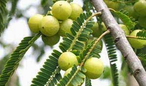 Bharani Nakshatra Tree – Which is the tree associated with Bharani ...
