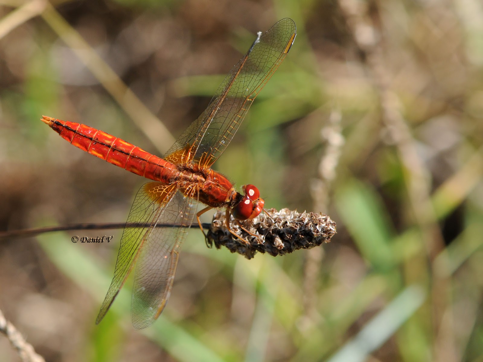 Macrophoto plaisir passion: Crocothemis écarlate, Crocothemis erythraea