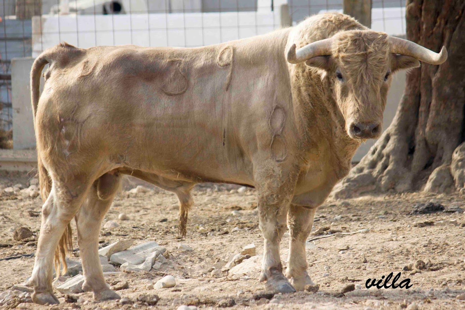 Finca La Calderona: El jabonero del Tossalet de Onda