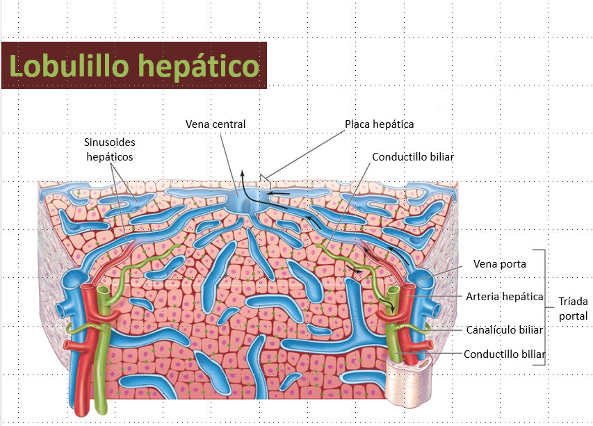 Hígado: funciones y lobulillo hepático ~ BLOG DE FISIOLOGÍA BASICA