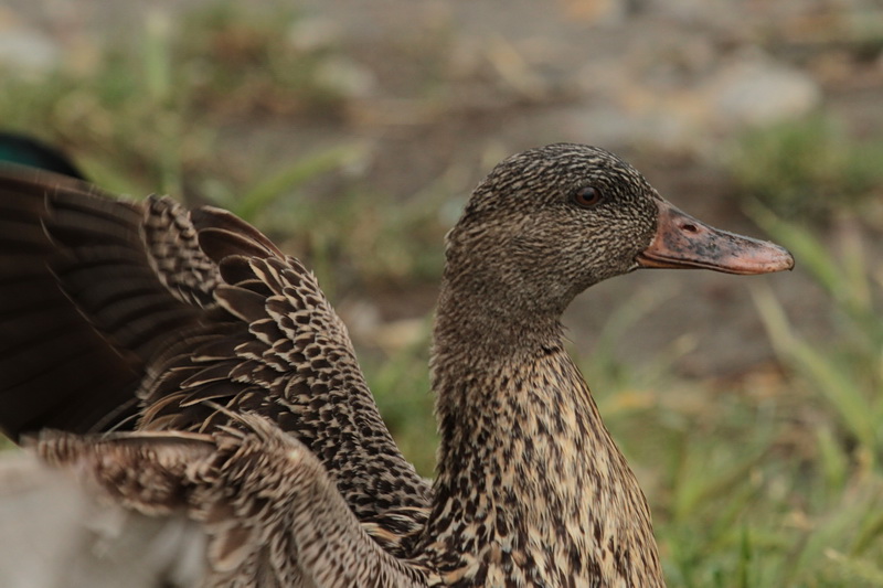 Canards de Gallician