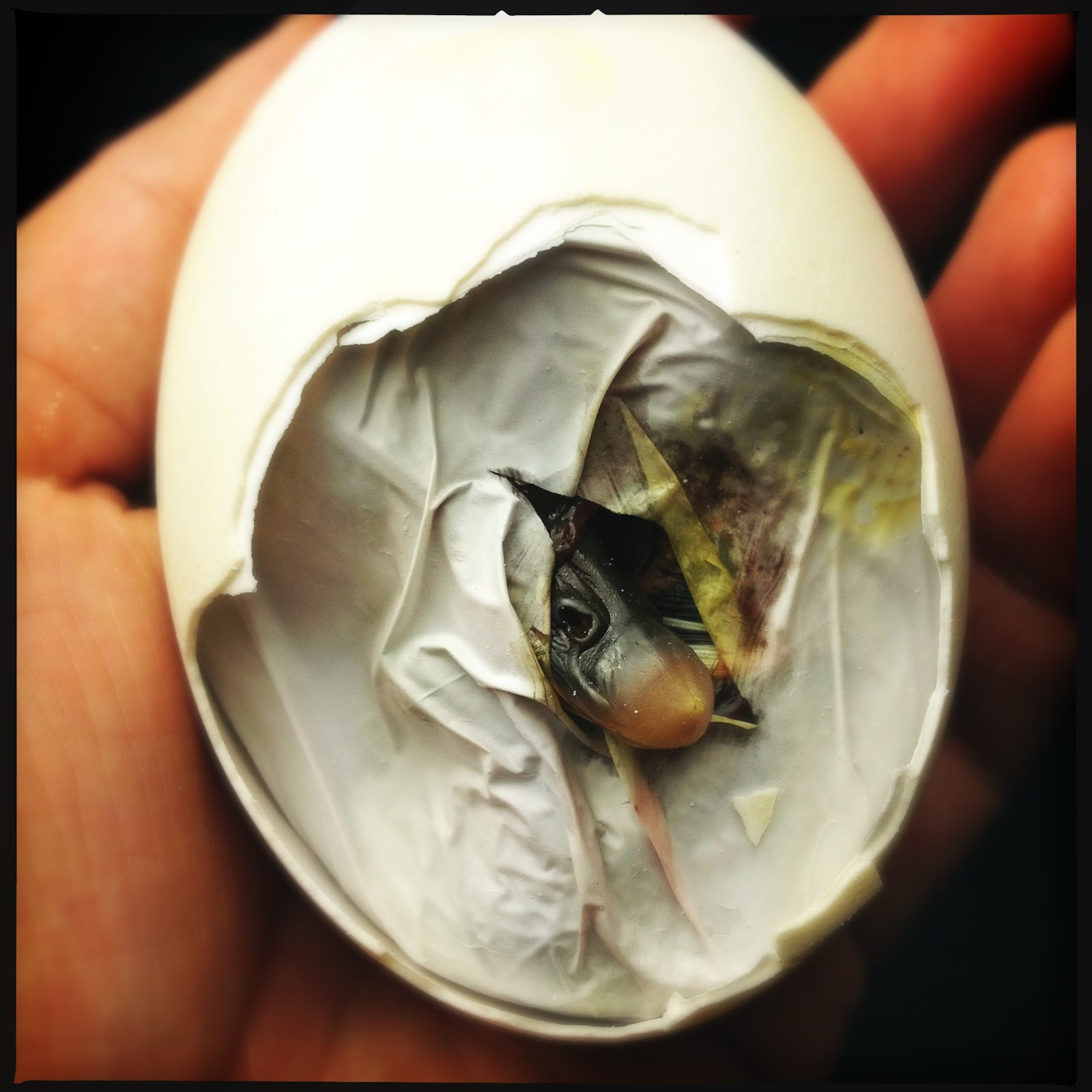 Cute Overload AND a Pie it Forward Sweepstakes!