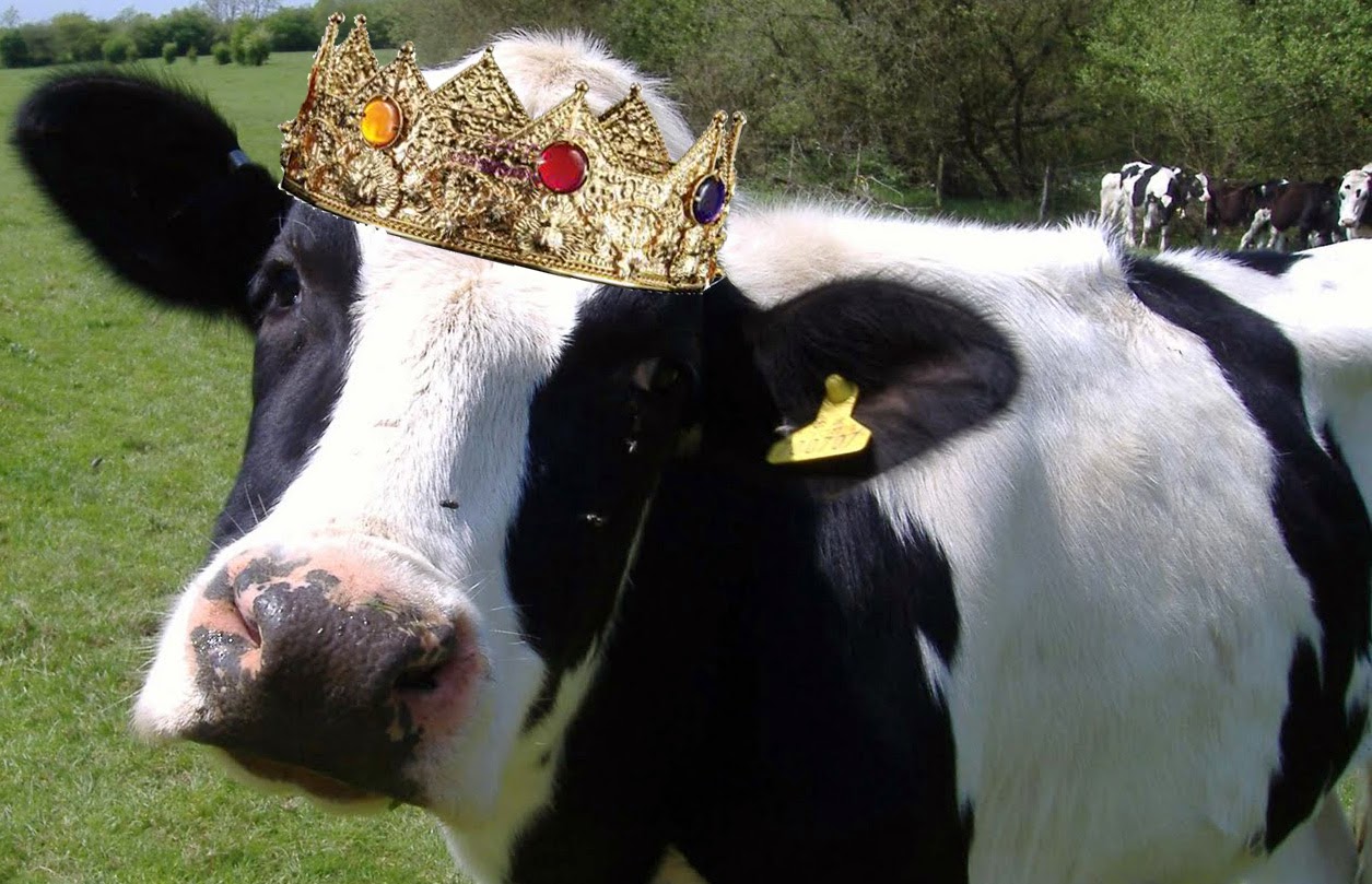 A Rebelião das Vacas