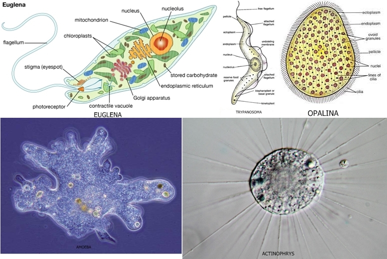 Classification Of Protozoa