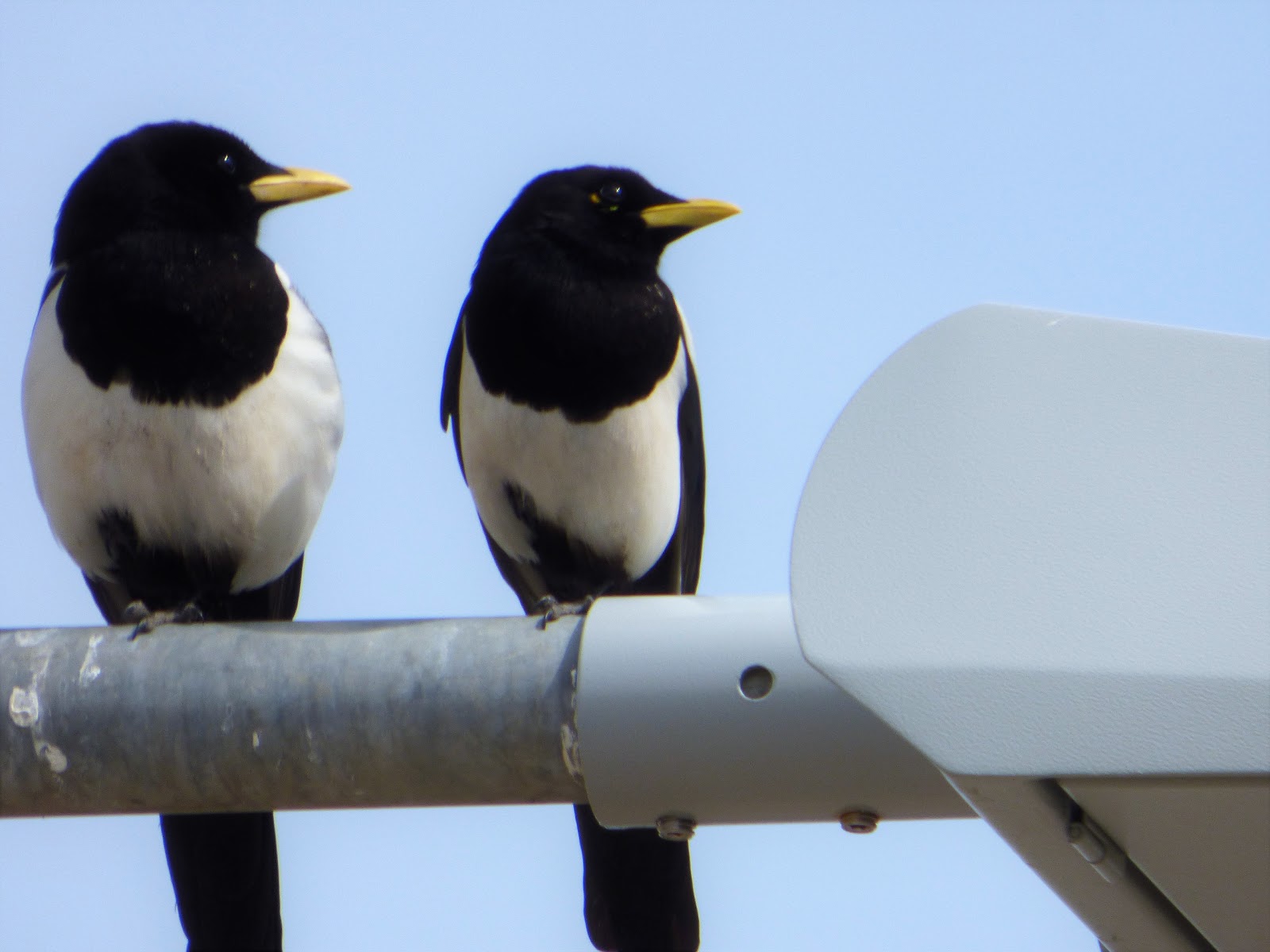 Geotripper's California Birds: Speaking of California Endemics, Here ...