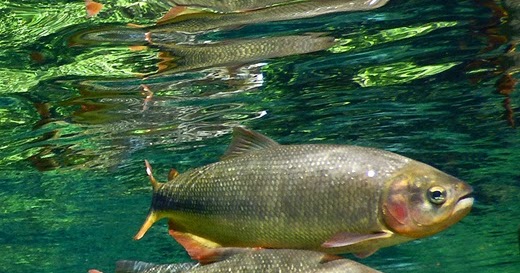 Species New to Science: [Ichthyology • 2017] A Revision of the Cis ...