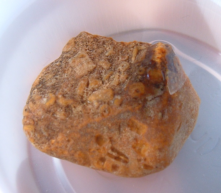 Louisiana Gravel Fossils and Agates: quartz crinoids in rock