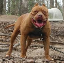 Old Family Red Nose (OFRN) Dog Breed