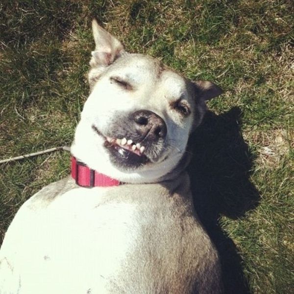 Perros bífios - Prognatísmo perruno. - Xorrada.com