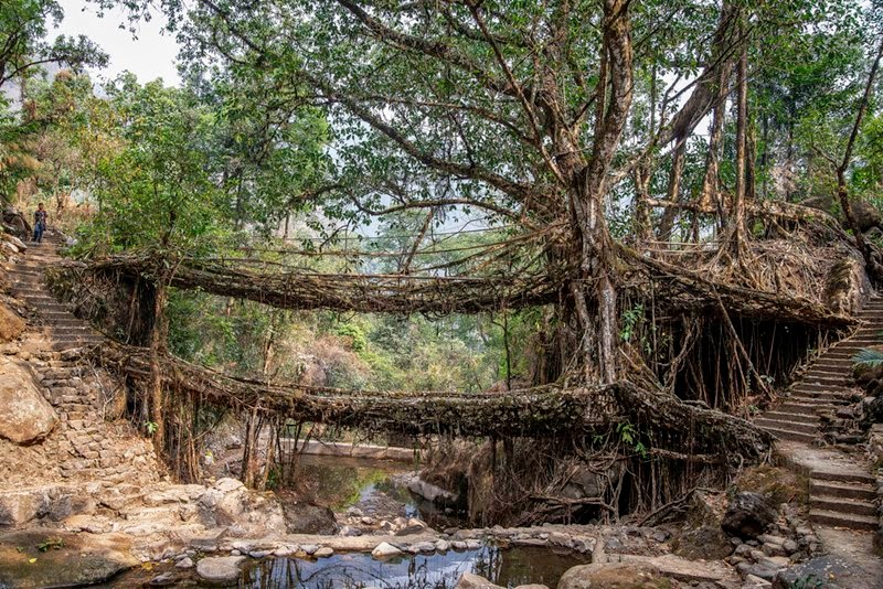 Meghalaya's Double-Decker Live Root Bridges