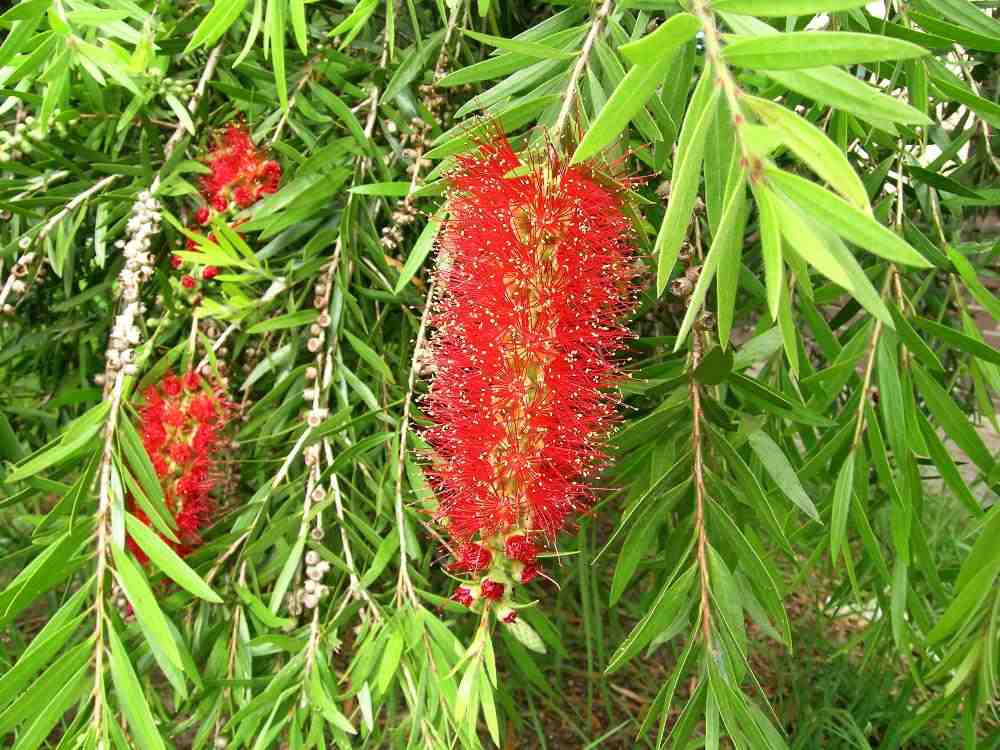 PlantWerkz: Weeping Bottlebrush – Callistemon Viminalis