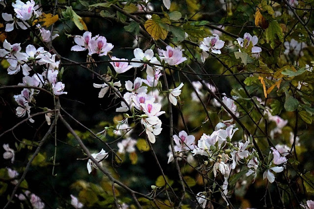 Ban flower- the hidden charm of northwest region