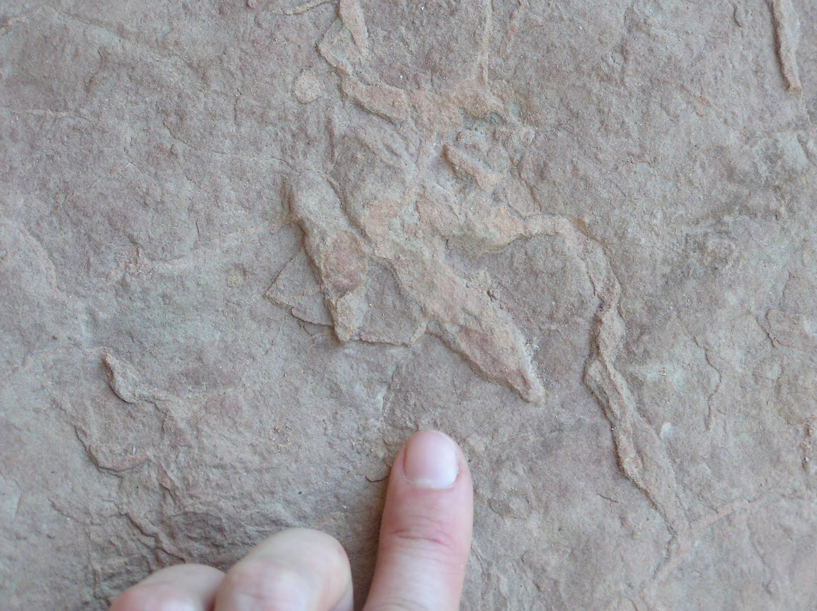 Sedimentary Lifestyle: Ichnology