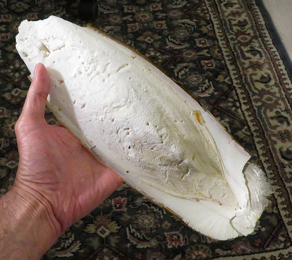 Mitchell is Moving: "Cuttle" Up A Little Closer, Lovie