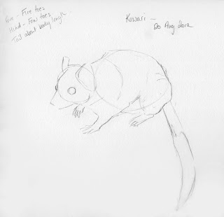 Diary of a zoo illustrator: Kowari