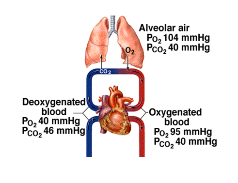 MBBS Medicine (Humanity First): May 2011