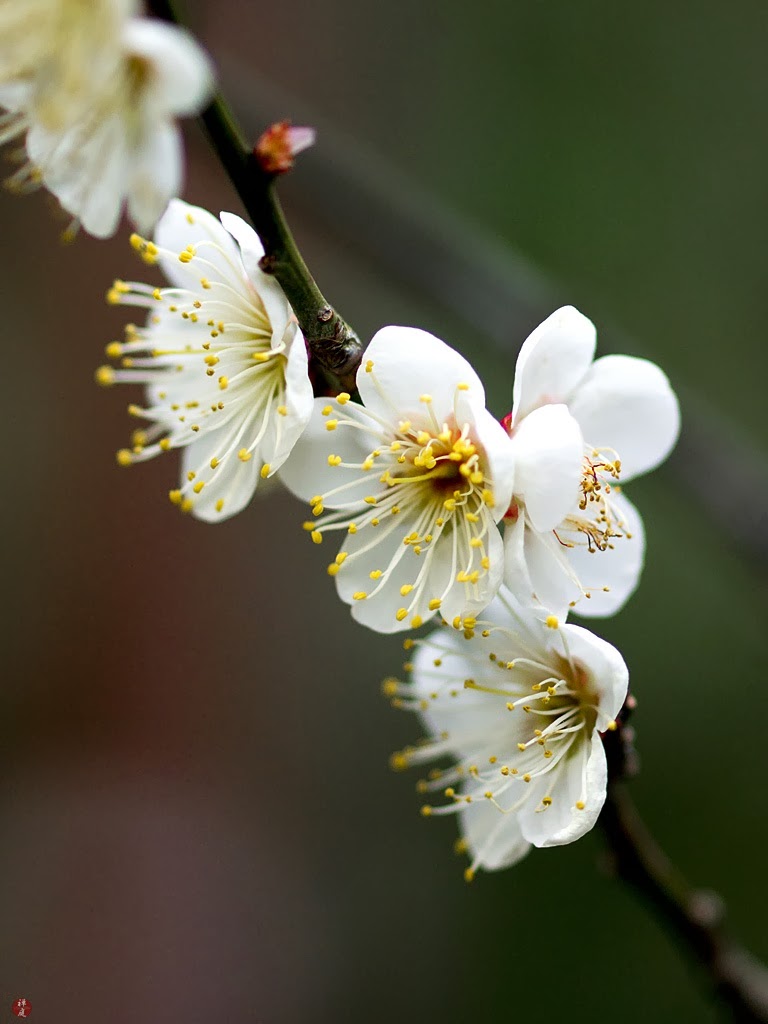 FROM THE GARDEN OF ZEN: Ume (Japanese apricot) blossoms: Engaku-ji
