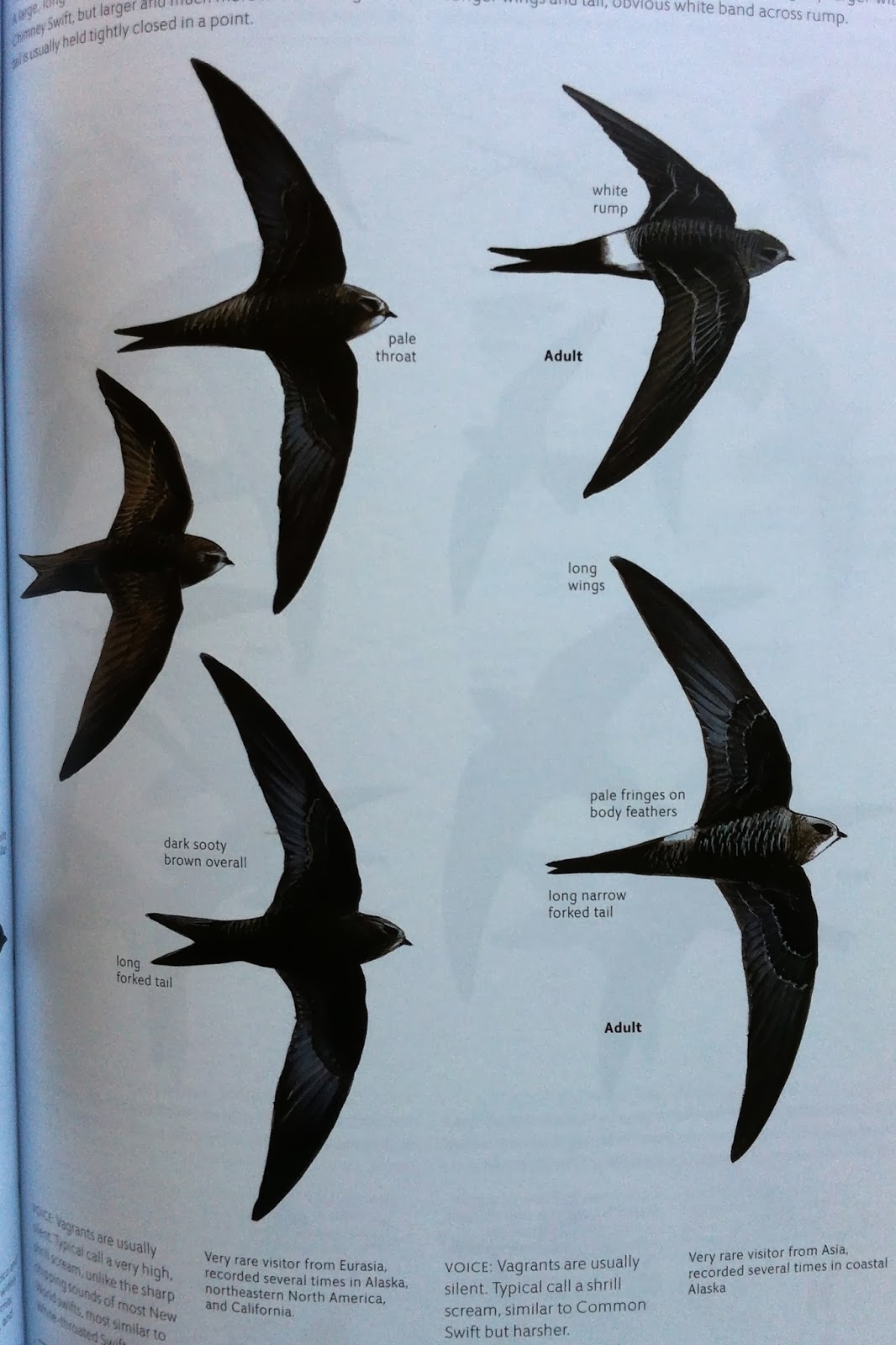 Arcticory...: THE SIBLEY GUIDE TO BIRDS, 2ND EDITION